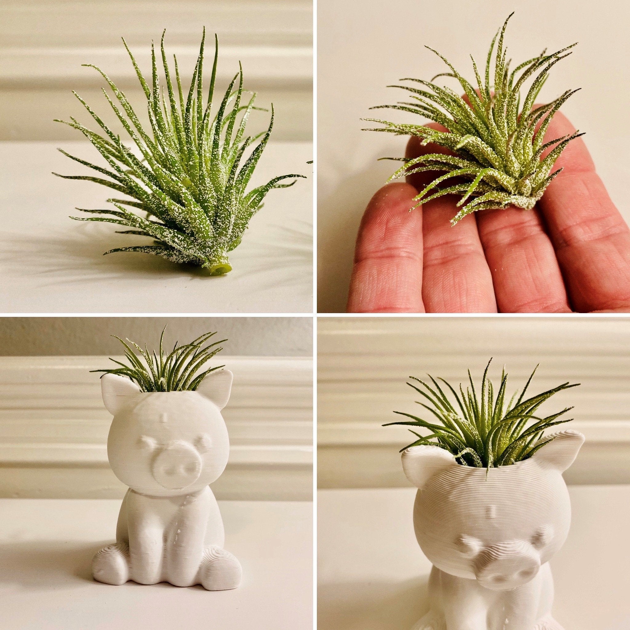 Alien Egg Air Plant Holder. Succulent Planter. Indoor Garden Planters ...